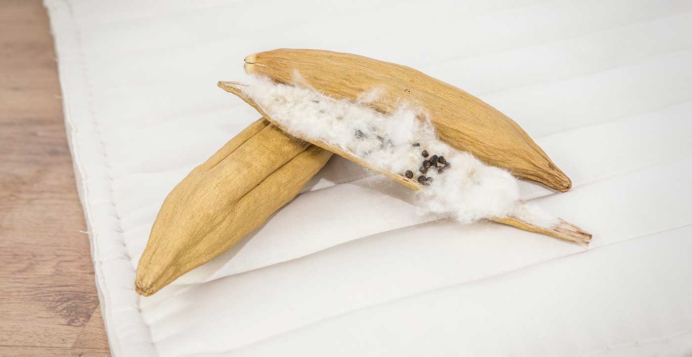 Unveil the Secret of Kapok: A Fascinating Fiber with Diverse Applications.
