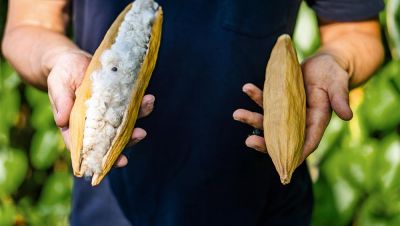 What is Kapok? – livasia.co.uk