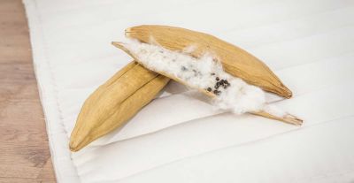 Unveil the Secret of Kapok: A Fascinating Fiber with Diverse Applications.